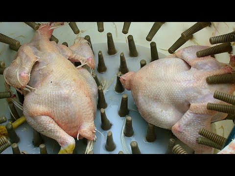 Poultry Defeathering Machine - Bigg Bunny Farms