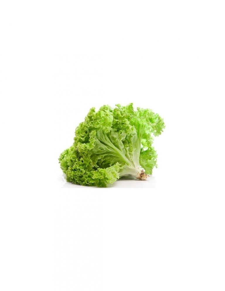 Regular Lettuce (1kg) - Bigg Bunny Farms