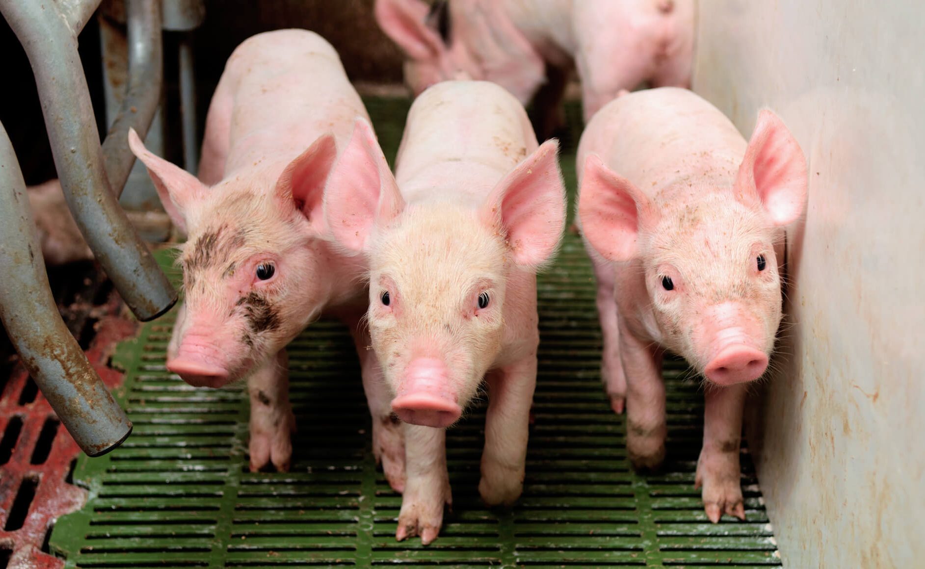 Bigg Bunny Farms | Growing Food, Growing People